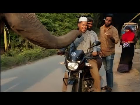 Elephant Charge - Man vs Elephant Friendship #elephant #elephantvideo ...