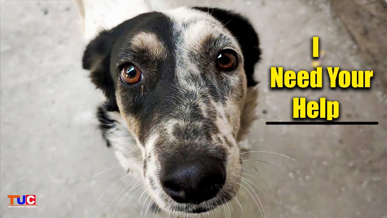 How To Help Stray Dogs