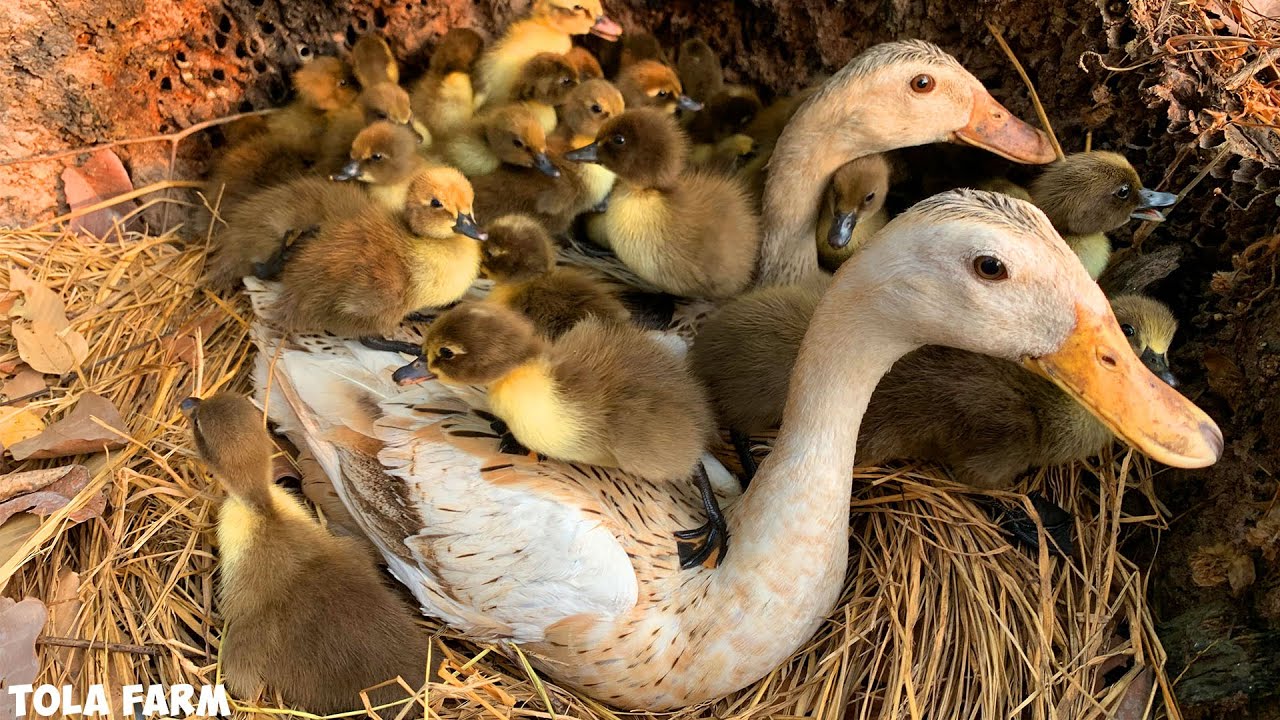 Wow! Duckling Hatching From Eggs In The Nest With Ducks Mom / 50 ...