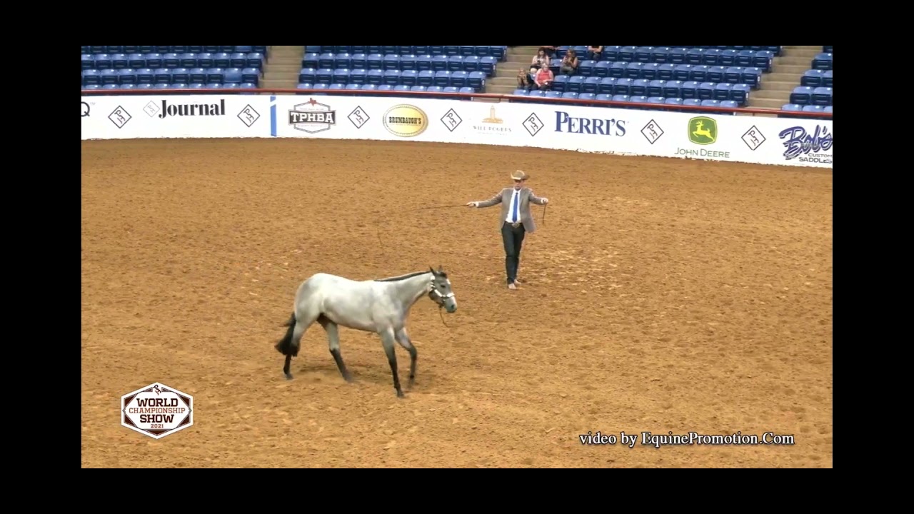Blue Da Ba Dee- APHA World Champ yearling lunge line - YouTube