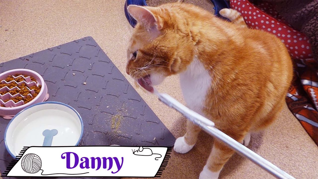 Featured CHS Cat: Danny (Capital Humane Society, Lincoln, Nebraska ...