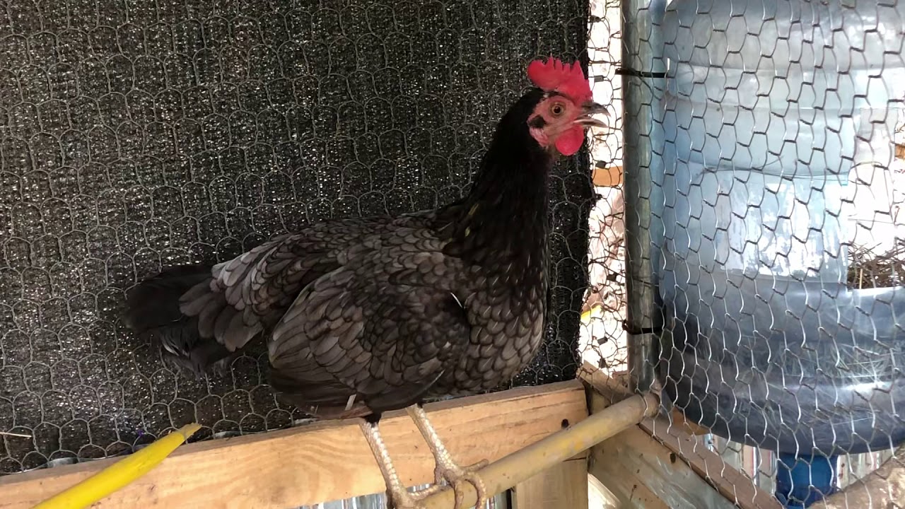 La Ceniza Pizarra con mi Billy Ruble hatch cock. - YouTube