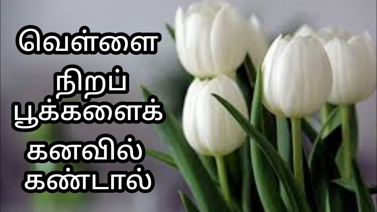 வெள்ளை நிற பூக்களைக் கனவில் கண்டால் | vellai nira pookalai kanavil ...