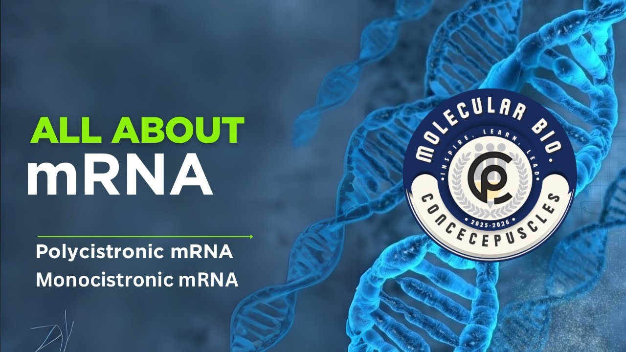 All about mRNA |POLYCISTRONIC mRNA | MONOCISTRONIC mRNA | Molecular ...