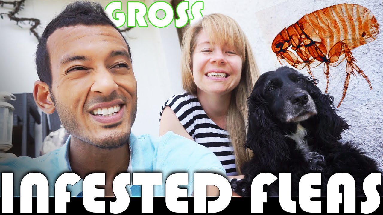 SHE'S INFESTED WITH FLEAS - FAMILY VLOGGERS DAILY VLOG - YouTube