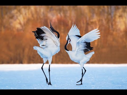 Weird & Wonderful Dancing Birds Compilation - YouTube