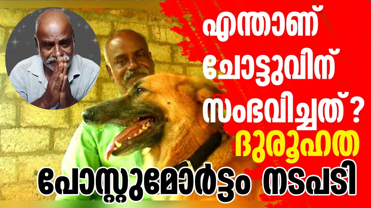എന്താണ് ചോട്ടുവിന് സംഭവിച്ചത് ദുരൂഹതയുണ്ടോ സത്യം പുറത്തു വരട്ടെ | 🐕🐕🐕🐕 ...