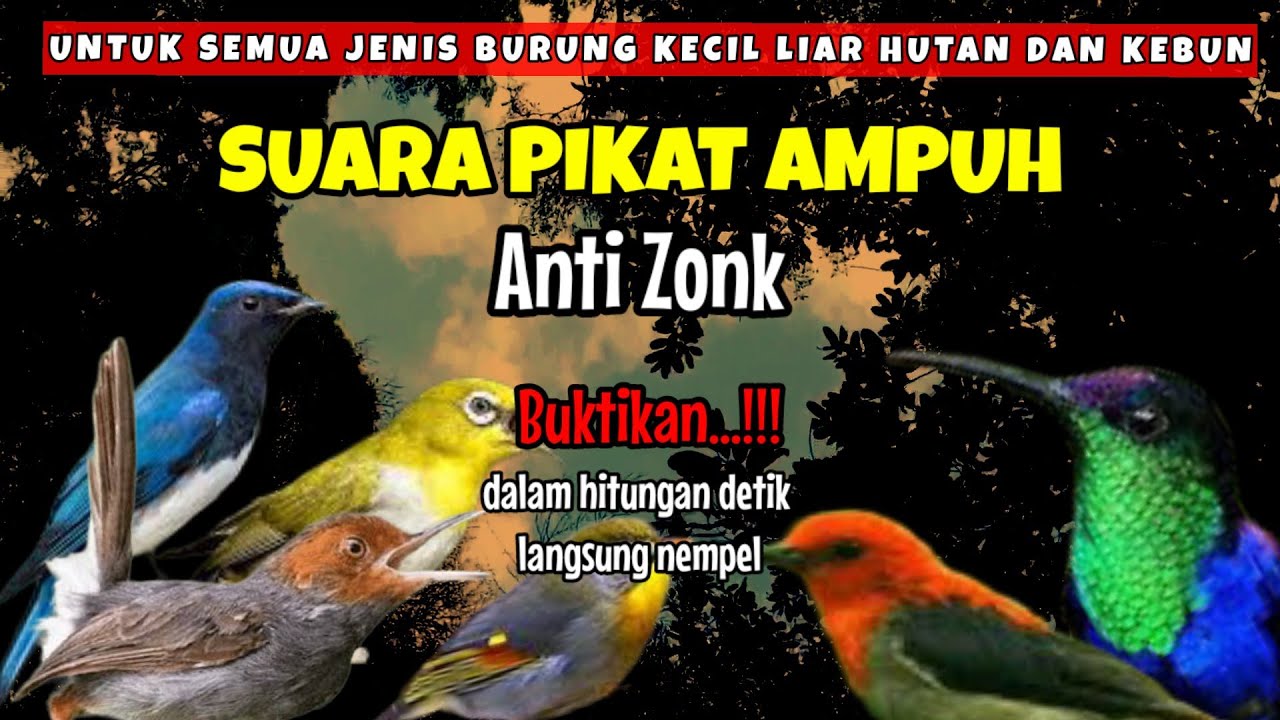Suara pikat semua jenis burung | Pikat burung paling ampuh - YouTube