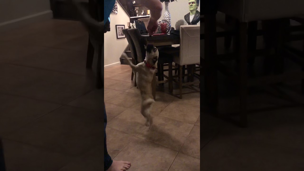 Pug Dancing - YouTube