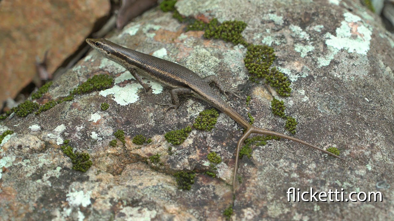 Two-tailed lizard - YouTube