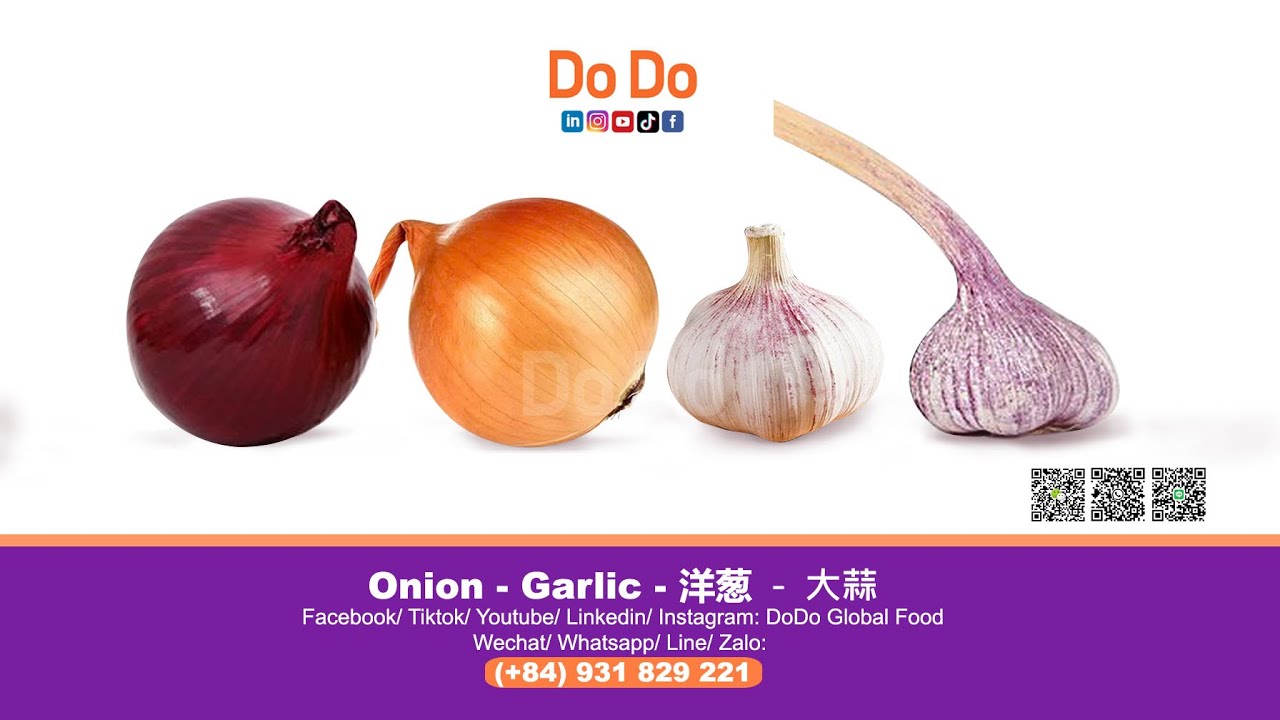 GARLIC - ONION | 大蒜 - 洋葱 | TỎI DODO - HÀNH TÂY DODO 🧄🧄| DODO GLOBAL JOINT STOCK COMPANY - YouTube