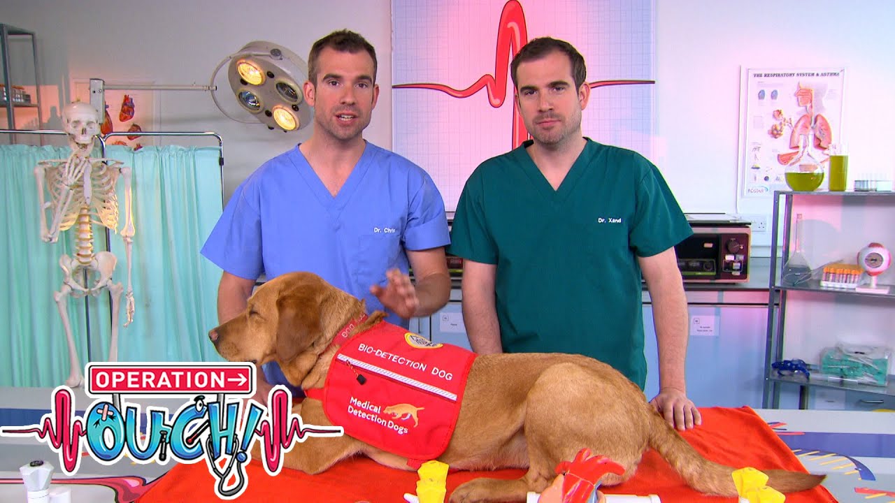 How Dogs Smell Information | #Clip | TV Show for Kids | Operation Ouch ...