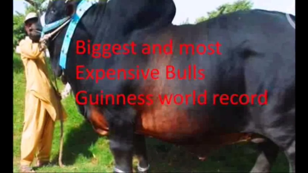 Biggest and most expensive bulls of the World- Guinness world record ...