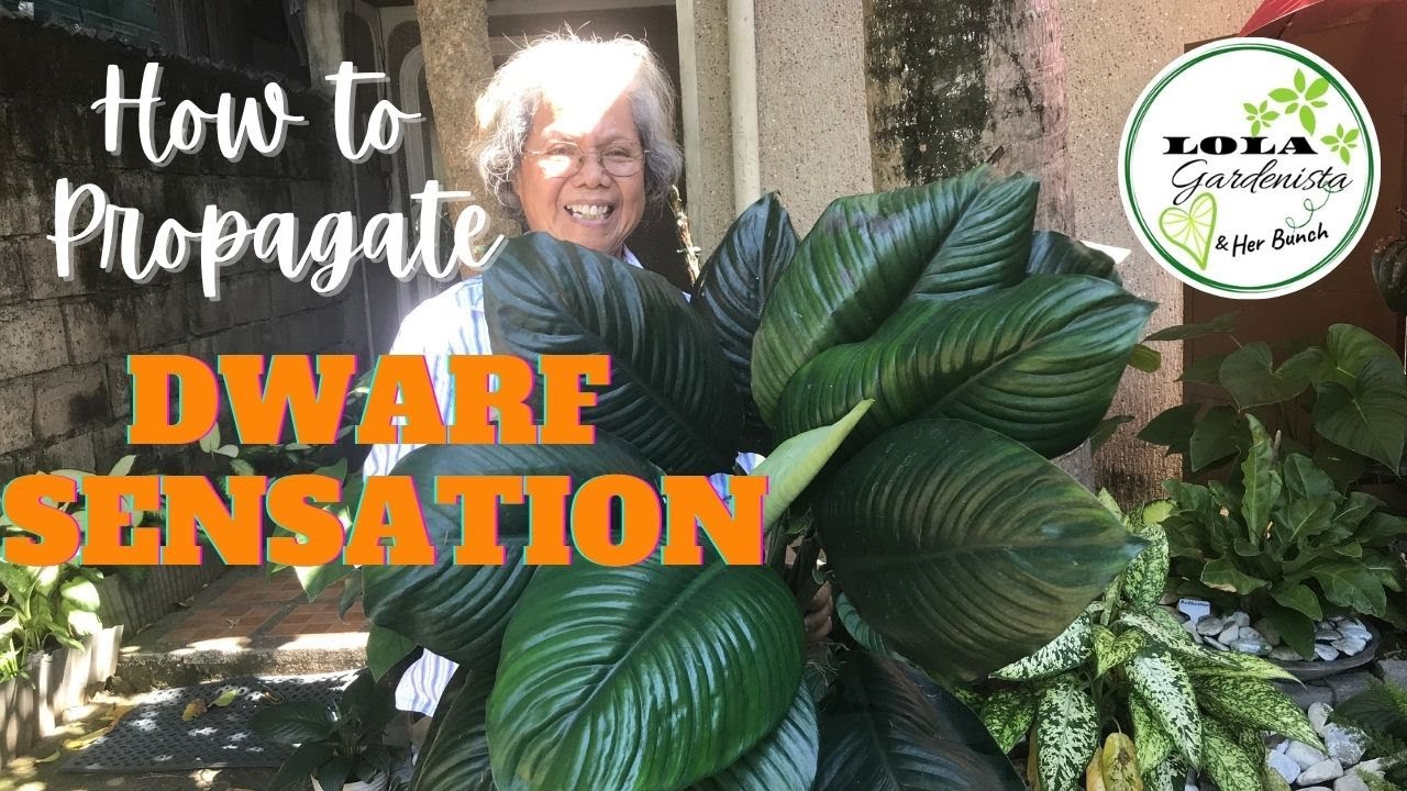 How to Propagate Dwarf Sensation | Get Well Soon Dear Lola Gardenista ...
