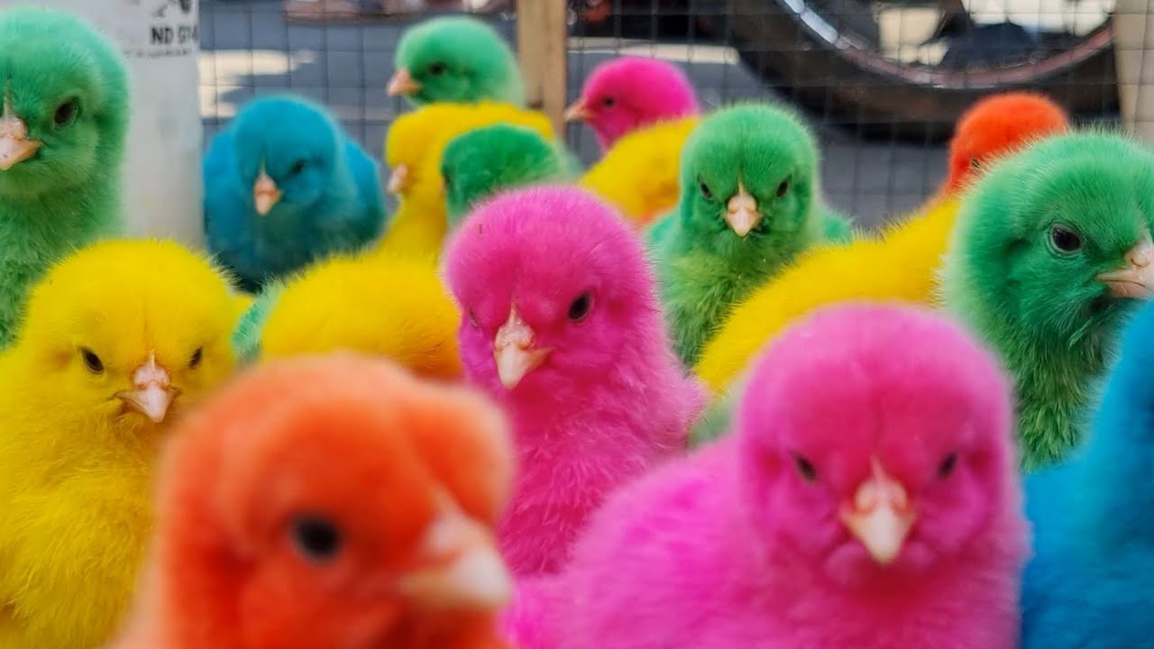 World Cute Chickens, Colorful Chickens, Rainbows Chickens - Cute Ducks ...