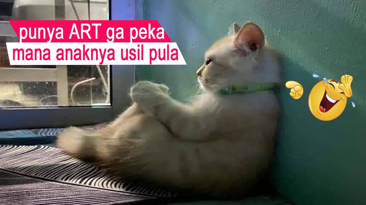 NGAKAK banget/kucing MERAJUK saat di MARAHIN/kompilasi kucing lucu 2023 ...