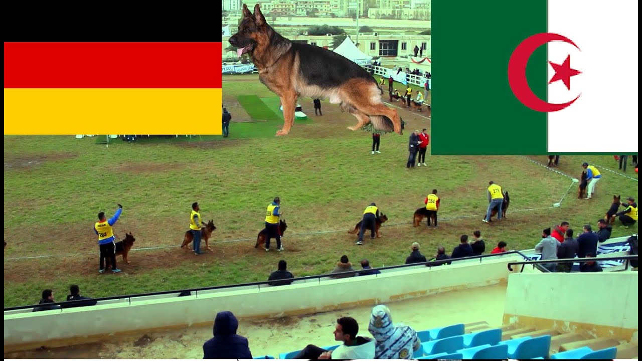 german shepherd in algeria .cronos del seprio - YouTube