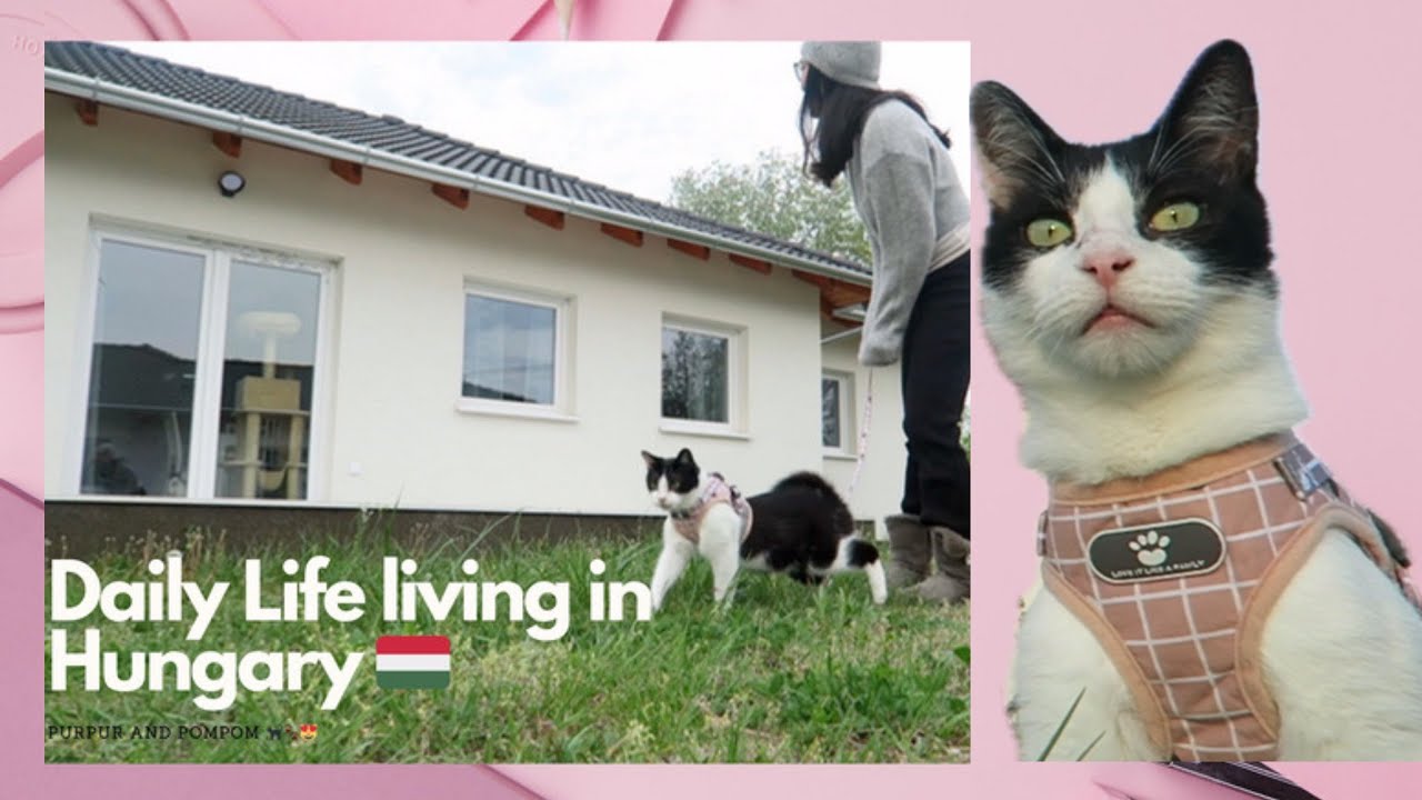 Living in Hungary 🇭🇺| What it's REALLY Like living with cats daily ...