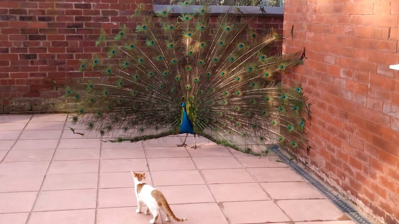 Peacock Intimidates Cat With Impressive Display - YouTube