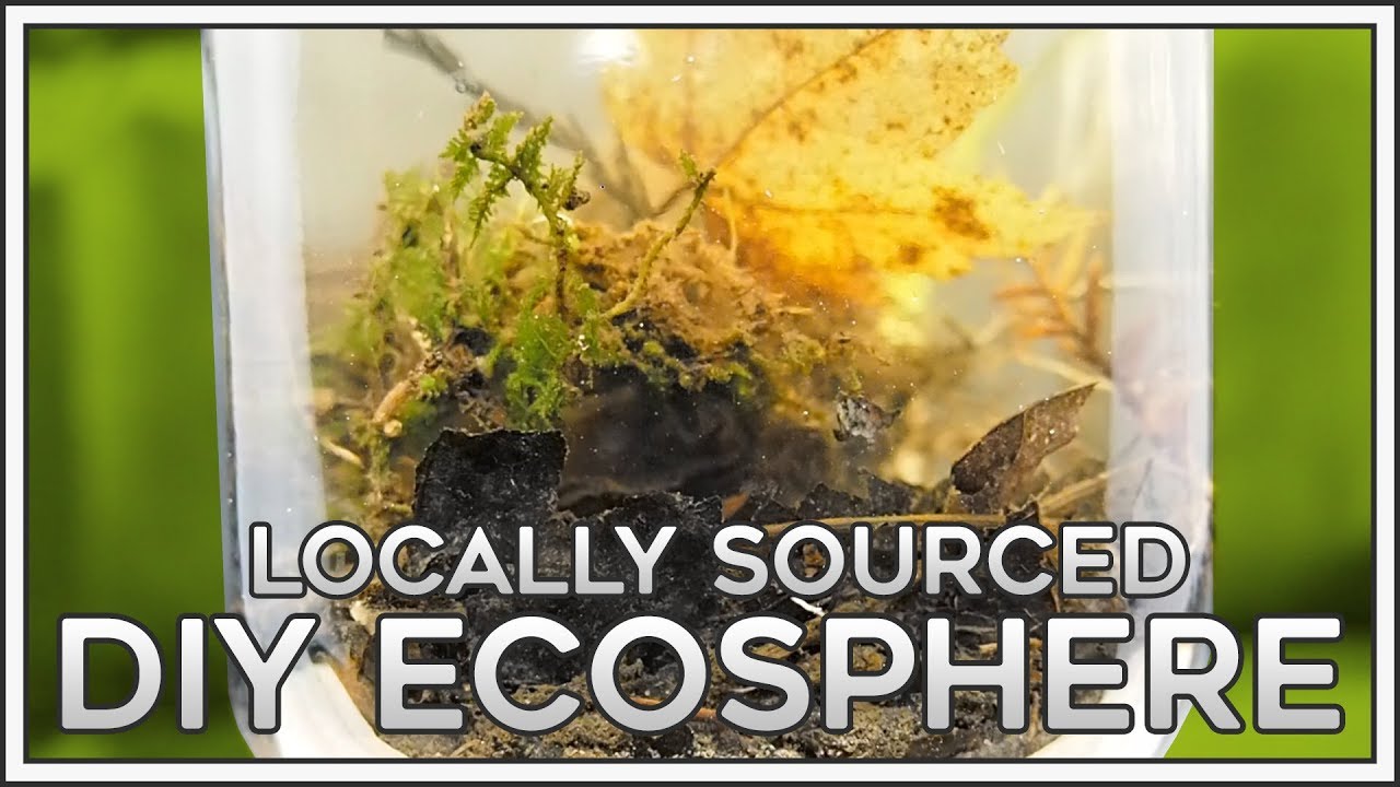 Locally Sourced DIY Ecosphere - YouTube