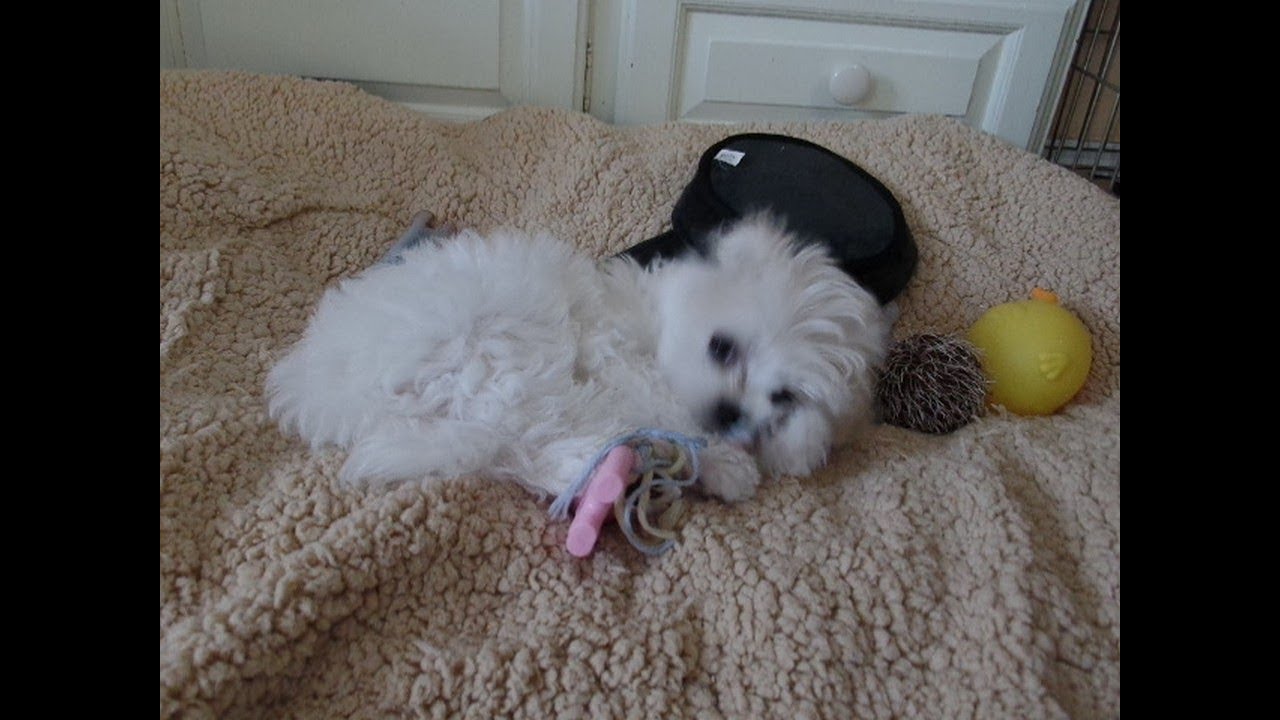korean maltese puppy playing - YouTube