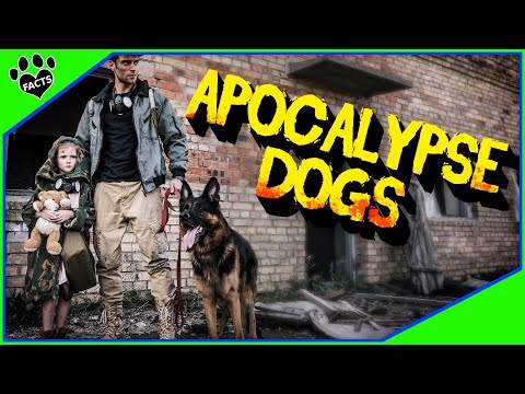 Dogs For Zombie Apocalypse: The Best [Complete Guide]