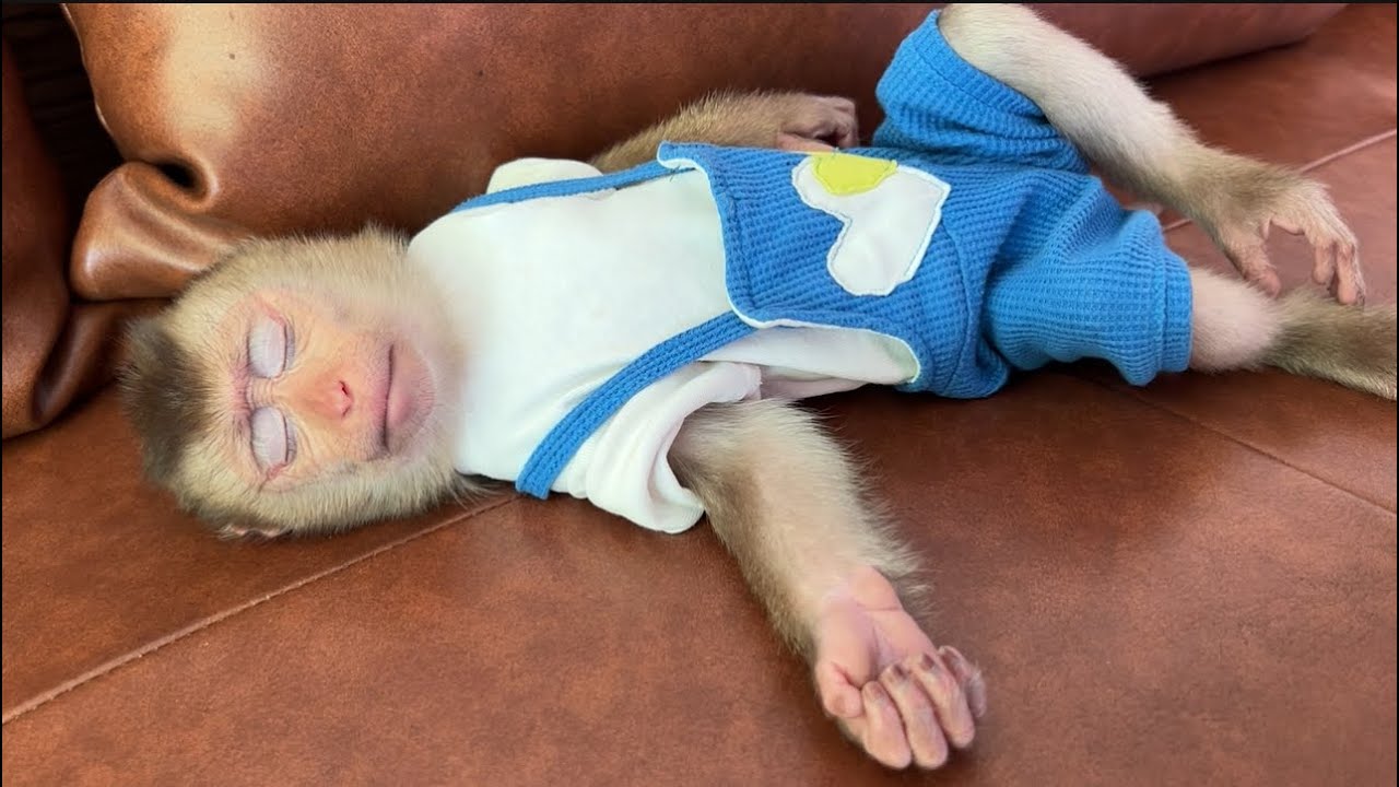 Monkey Tina fell asleep on the sofa while waiting for her mother to ...