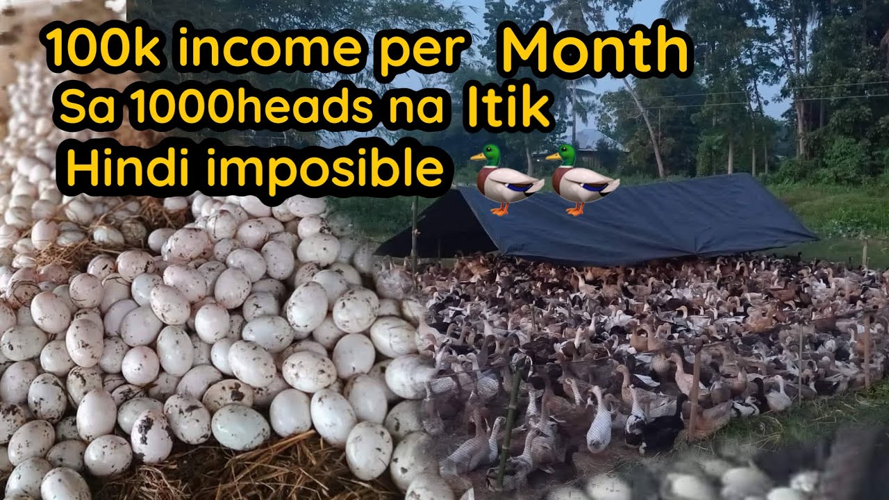 100k monthly income sa 1k na itik hindi | ideal farm business | itik ...