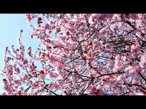 Music for the Soul Spring Bird Songs with Pink Flower Buds