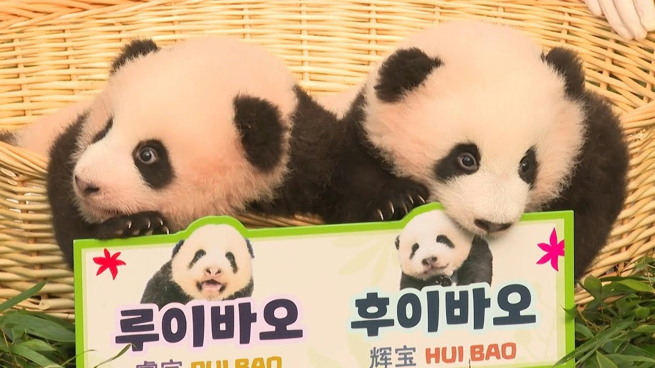 South Korea gets first up-close look at baby pandas | AFP - YouTube