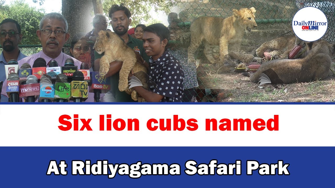 Six lion cubs named at Ridiyagama Safari Park - YouTube