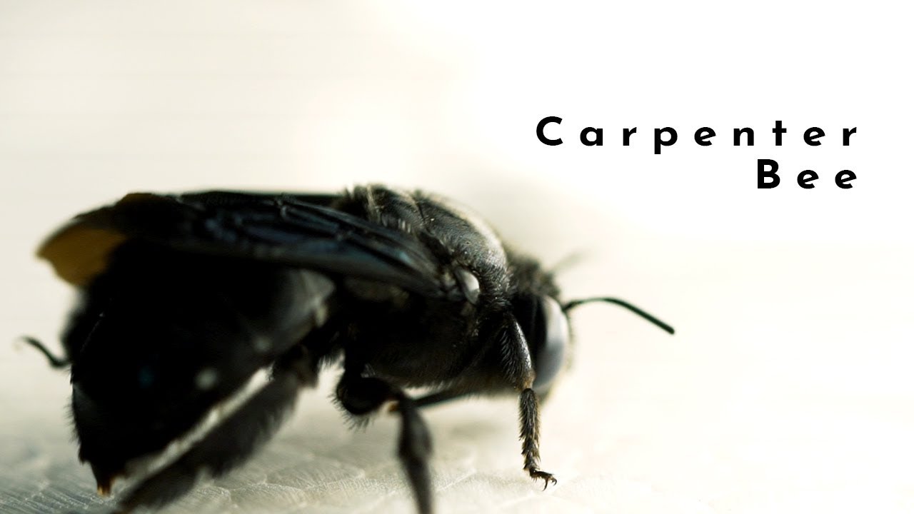 Carpenter bee - These bees build their nests in wood. - YouTube