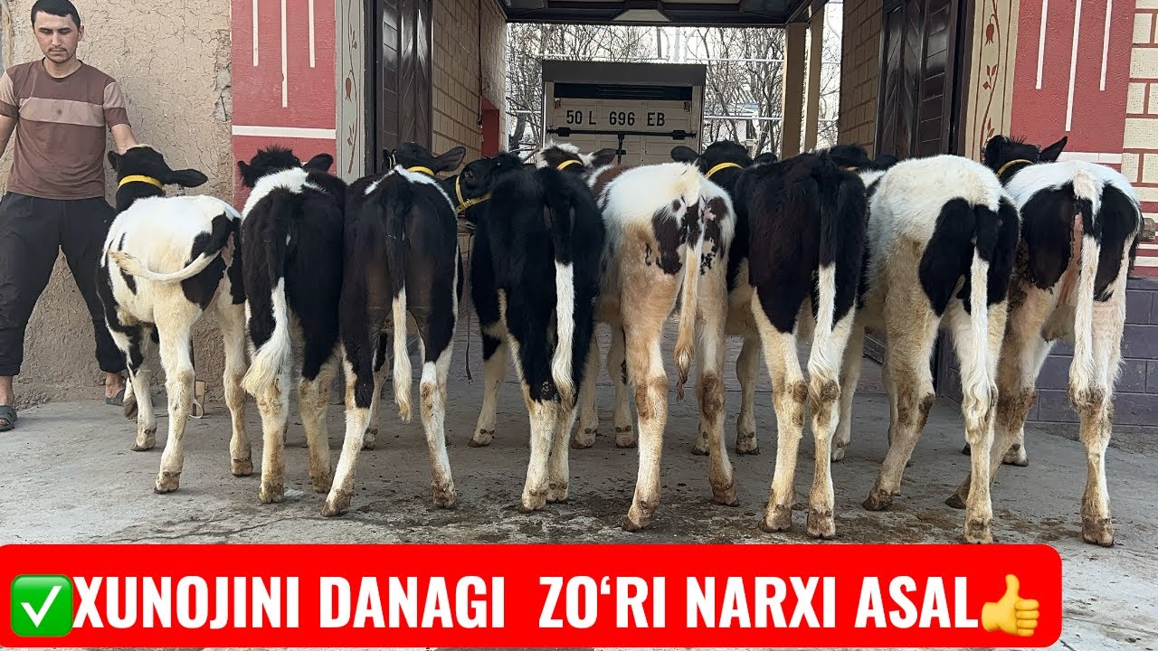 😱 BUNAQA NARXNI ESHITMAGANSIZ KO‘RMAGANSIZ!MUXTORJON DOSTIMIZGA — NARXI ...