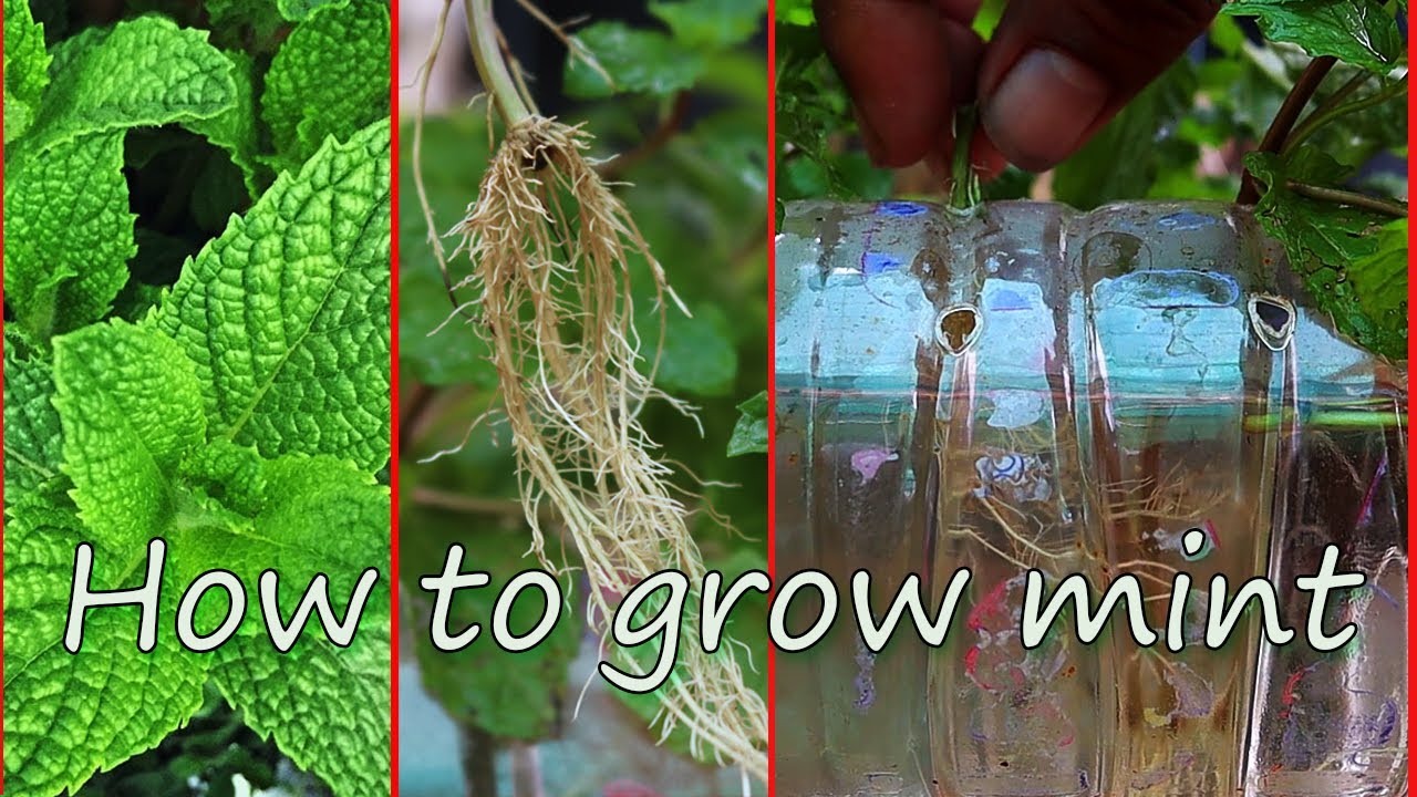 Using a coca cola bottle to grow Peppermint at home l Amazing life hack ...