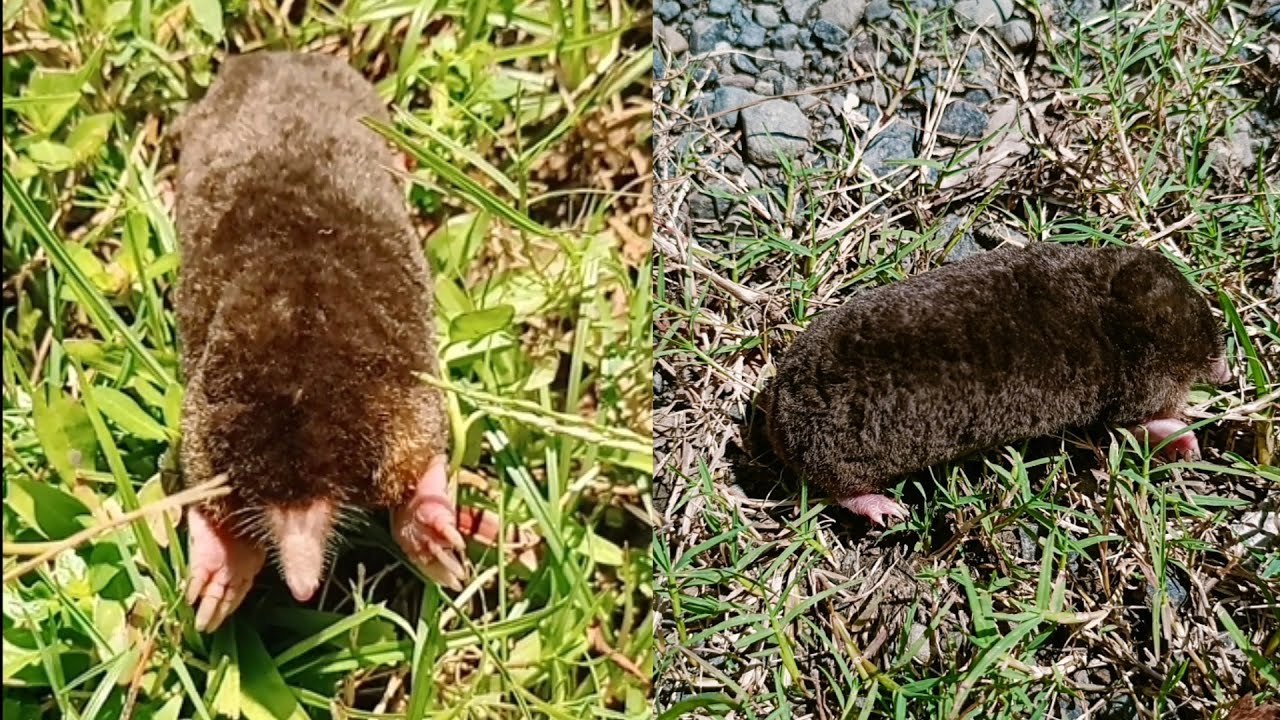 INDIAN MOLE#WHITE TAILED MOLE #UTANUA#ASSAM#INDIA. - YouTube