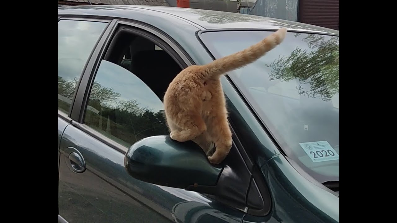 Auto Cat 04 - YouTube
