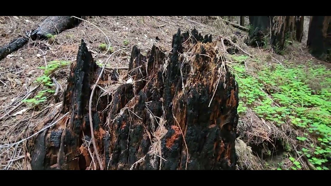 Fall Creek Unit, Henry Cowell State Park, California - YouTube