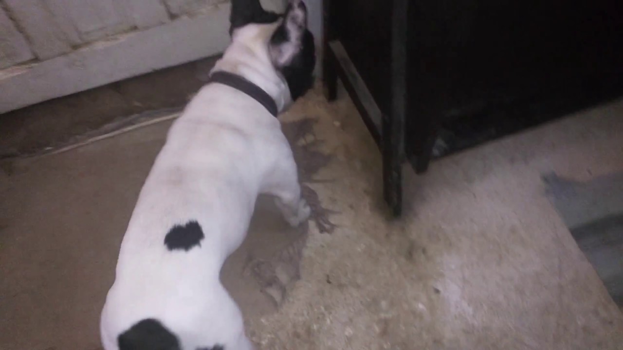 Curious-Stitch - YouTube