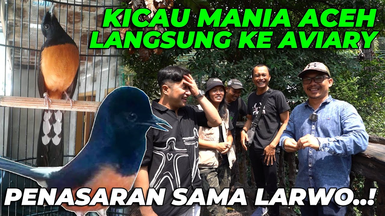 KICAU MANIA ACEH LANGSUNG KE AVIARY DEHAKIMS..!! TERNYATA MURAI DISANA ...