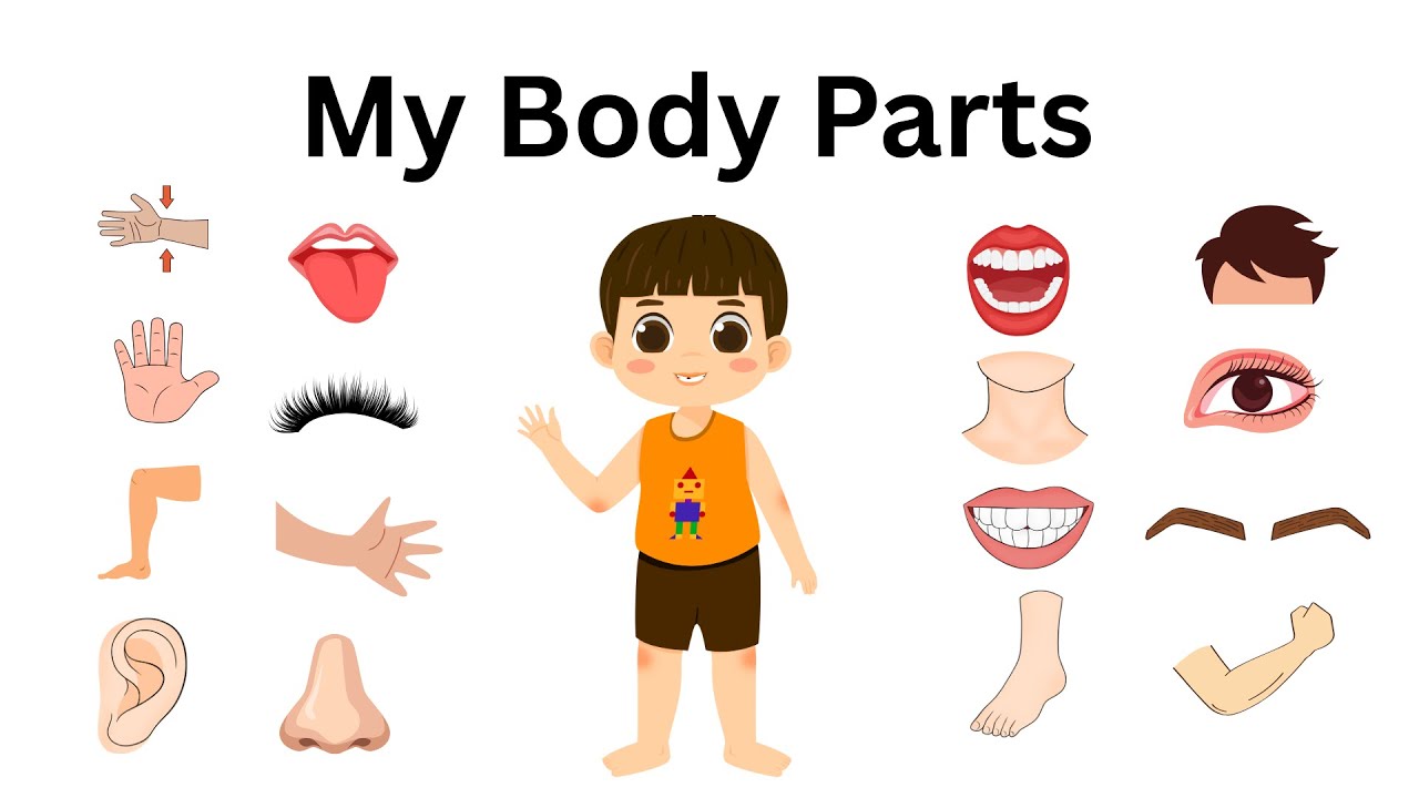 Body Parts Names for Kids | Easy Body Parts for Kids #bodypartsforkids ...