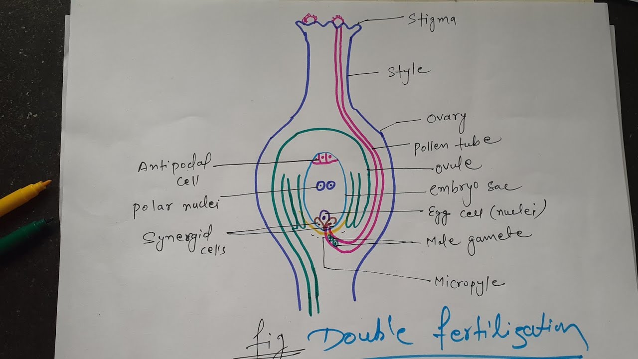 How to Draw Double fertilization Diagram Easily - YouTube