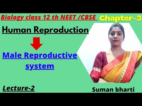 Human Reproduction Class 12 | NCERT chapter -3( Male reproductive ...