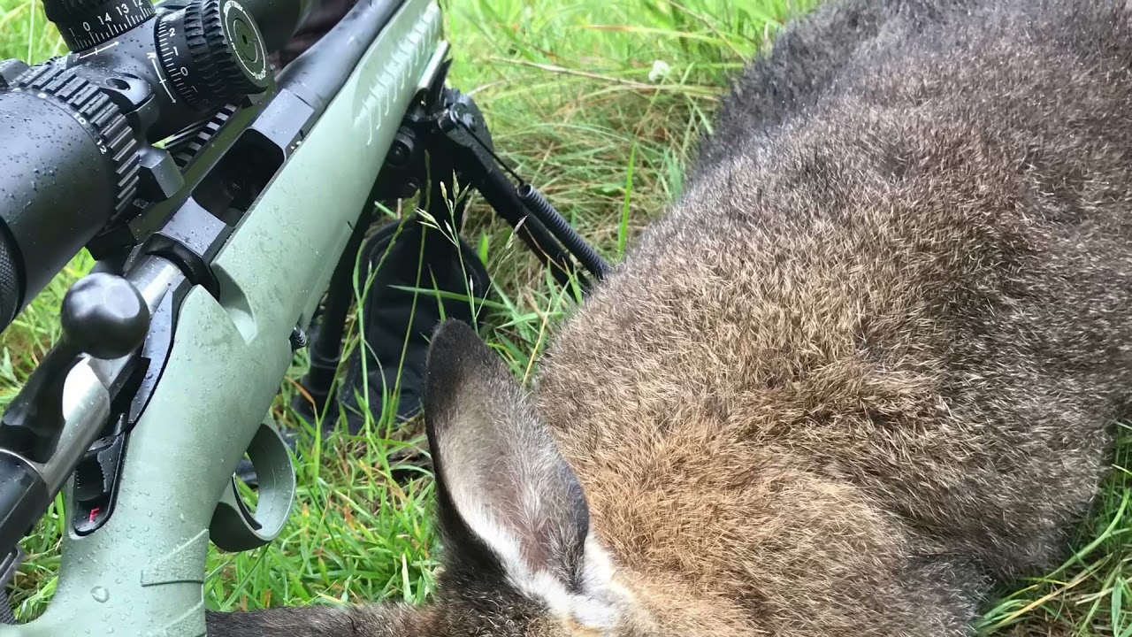 Wallaby hunting - YouTube