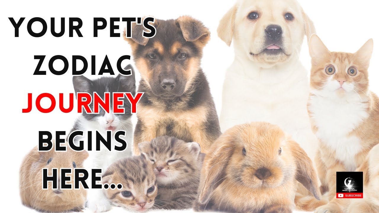 Zodiac Secrets of Your Pets: Discover Their Astrological Traits! - YouTube