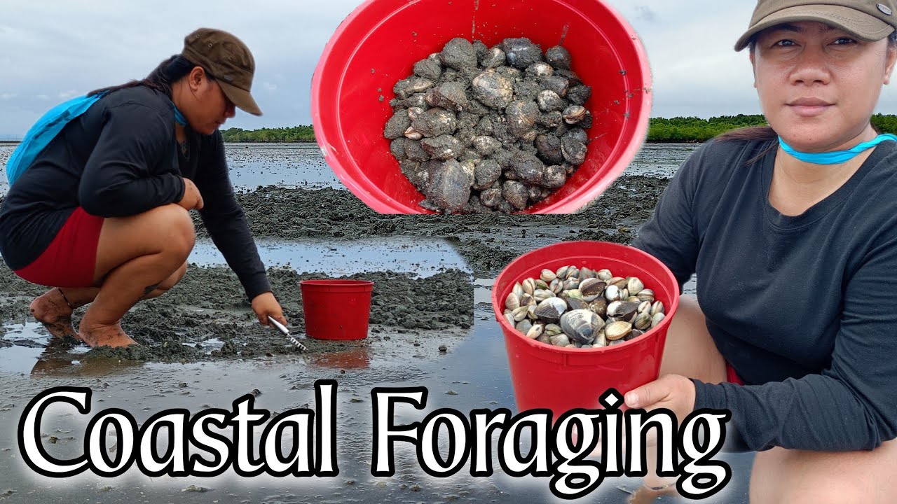 Coastal Foraging | Seashells | Mengs Vlog #Foraging#seashells# ...