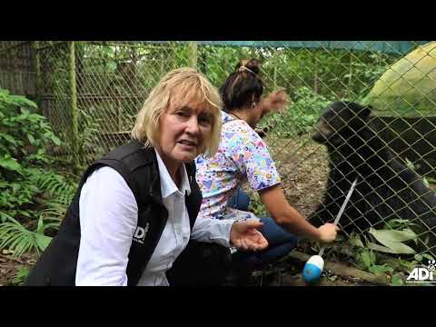 Sabina: the shyest of our rescued bears