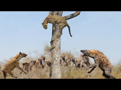 Mother Cheetah Save Her Cubs From Hyenas Hunting | Leopard vs Hyenas | Aniamals Save Another Animals