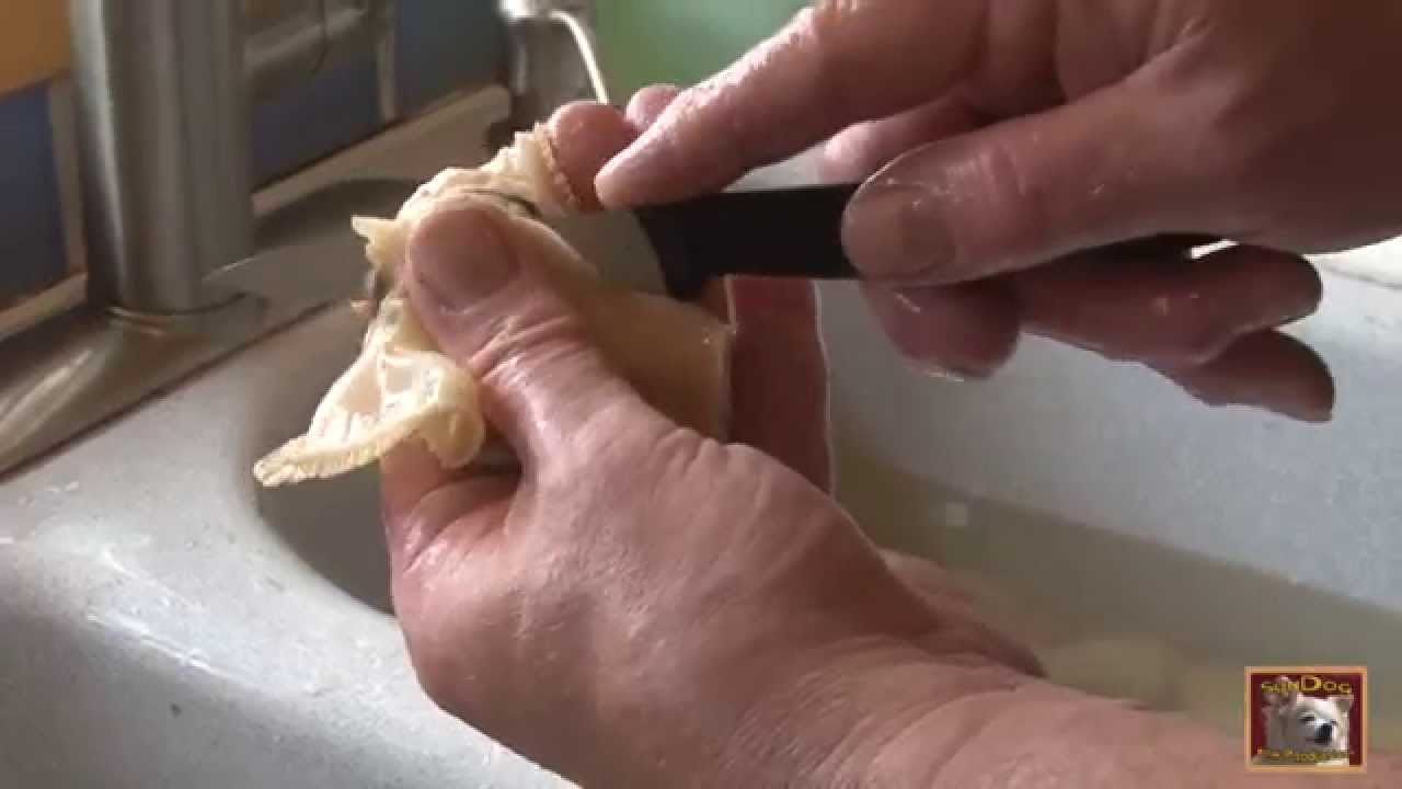 Monster Clam, From Sand to Pan - YouTube
