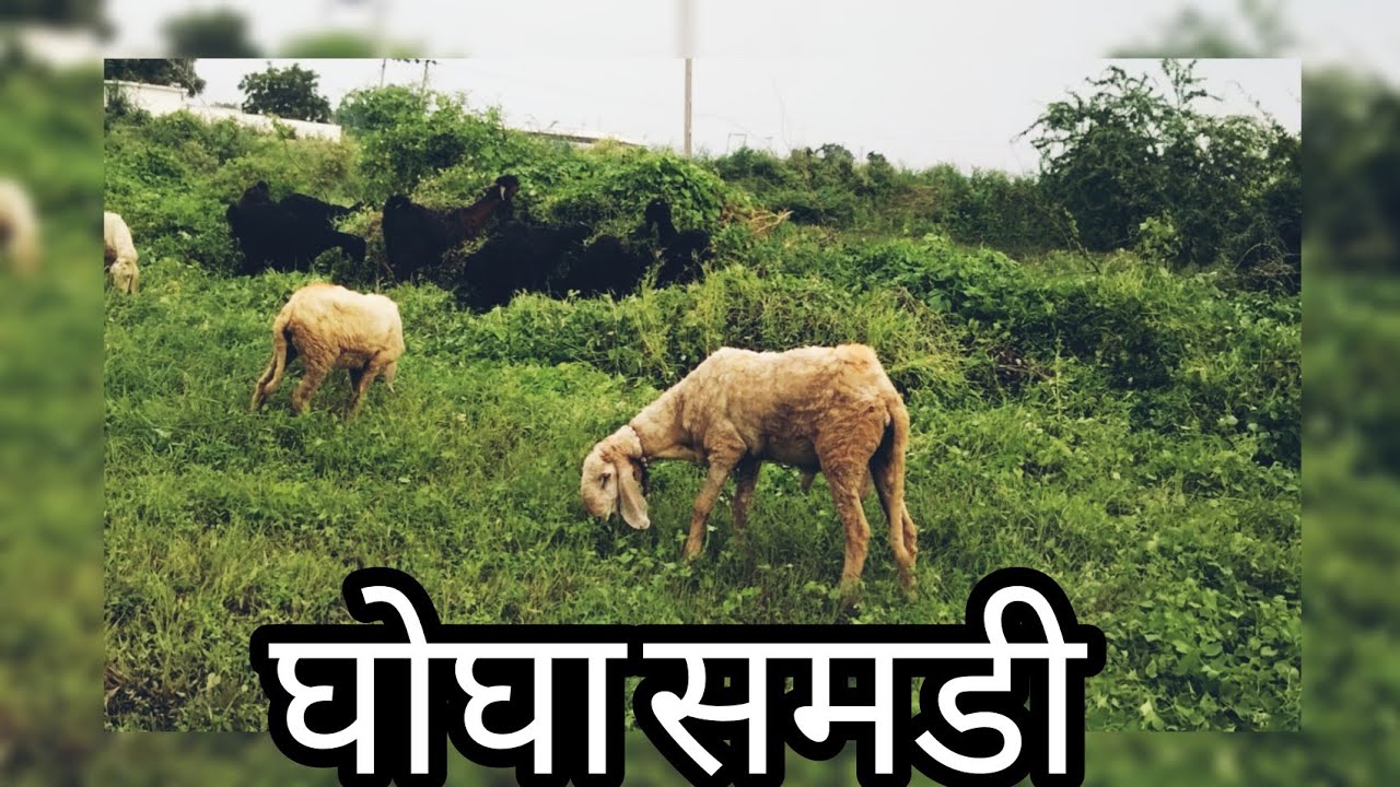Patanwadi sheep top Qwality Ghogha samdi Gujarat गुजराती भेड़े अच्छी ...