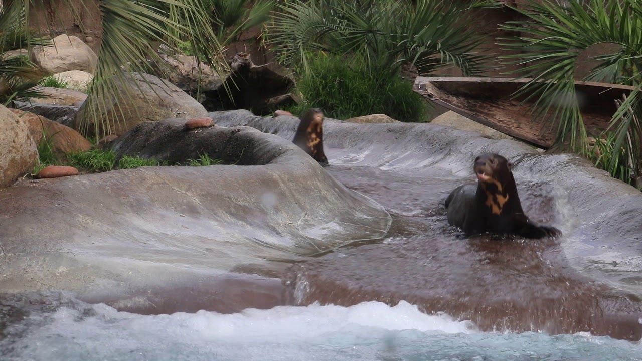 Otters slide down slide at the LA zoo - YouTube